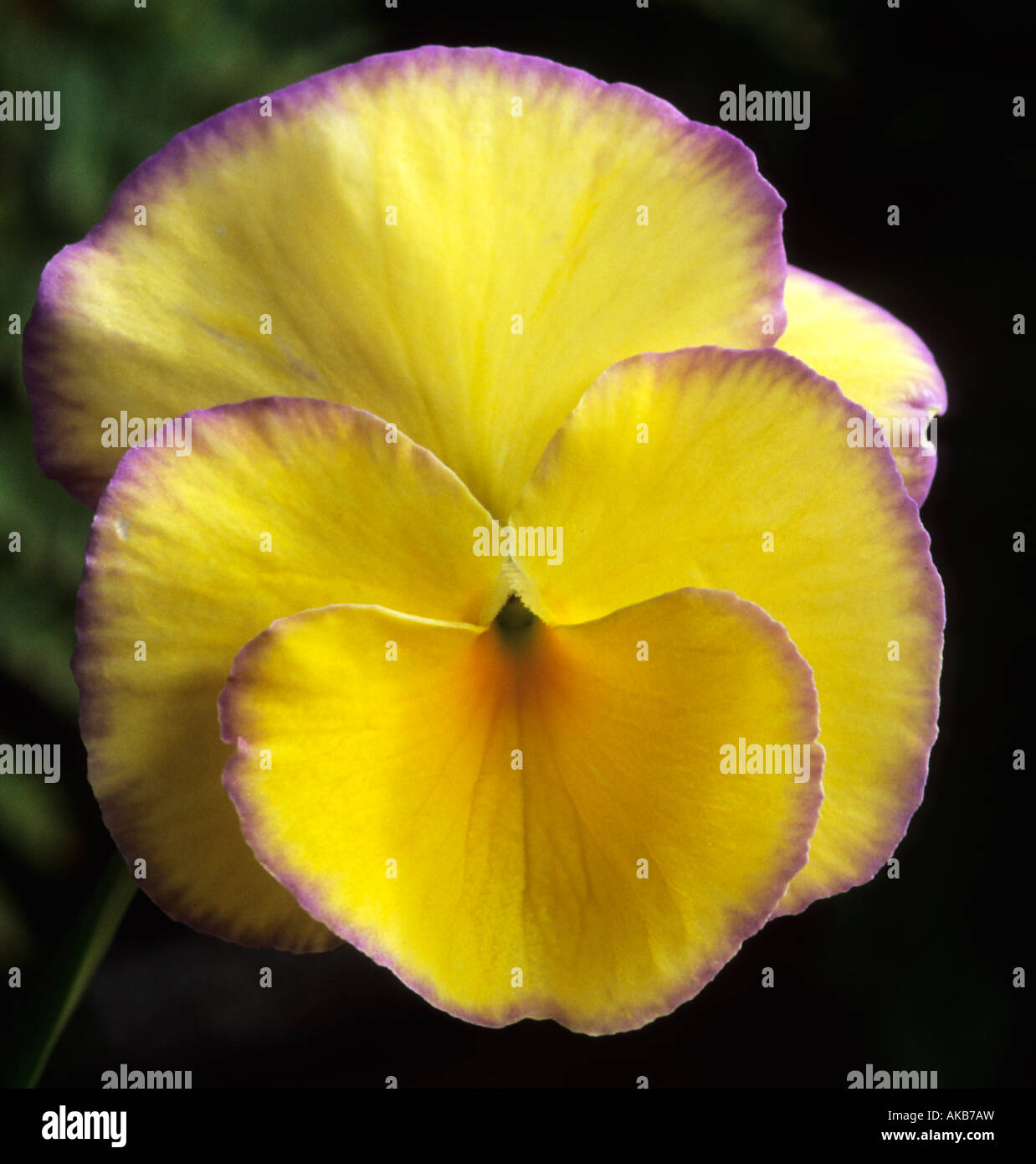 Etain High Resolution Stock Photography and Images - Alamy