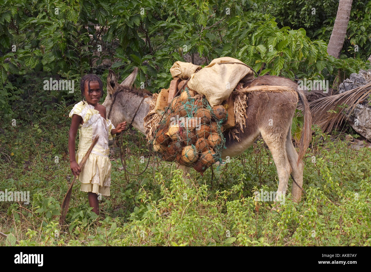 Donkey near Cueva del agua (Eye's cave), Samana Peninsula, Dominican ...