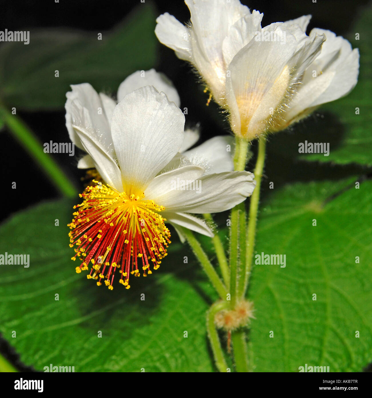 Sparmannia africana, African Hemp Stock Photo - Alamy
