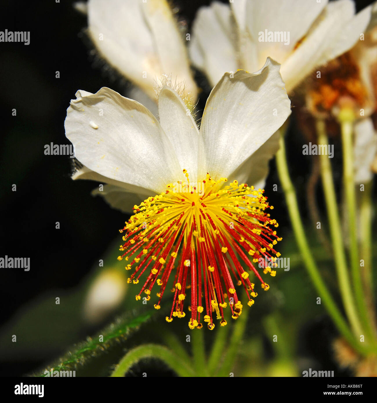 Sparmannia africana, African Hemp Stock Photo - Alamy