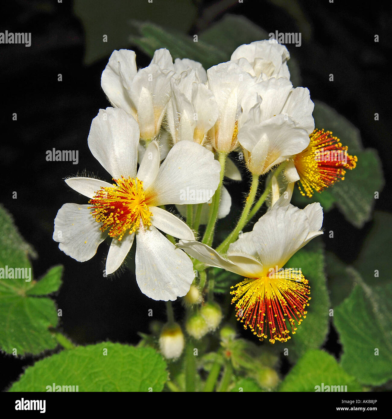 Sparmannia africana, African Hemp Stock Photo - Alamy