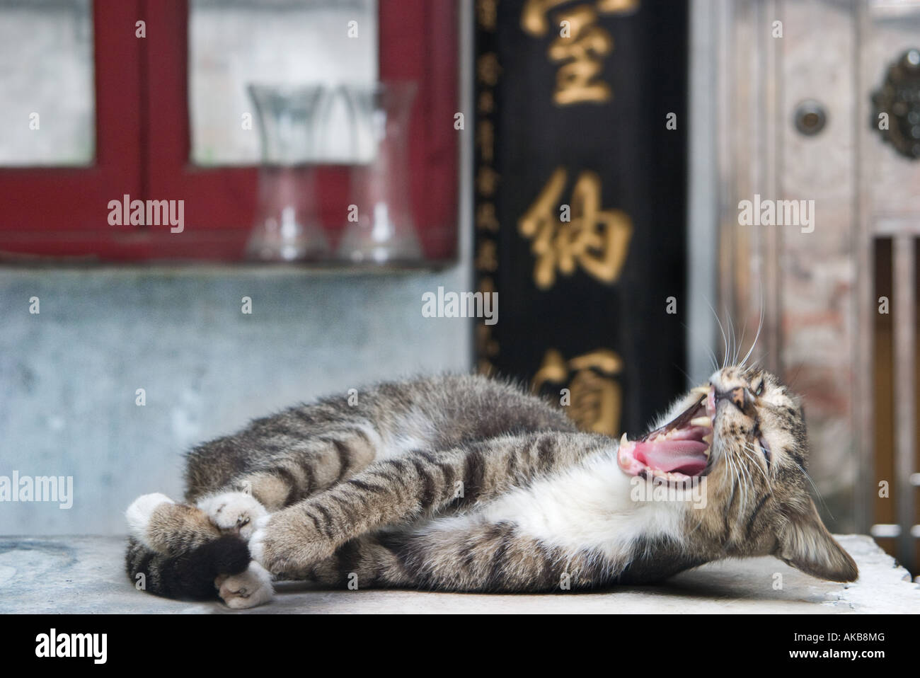 a Cat laying in Chinese surrounding Stock Photo - Alamy