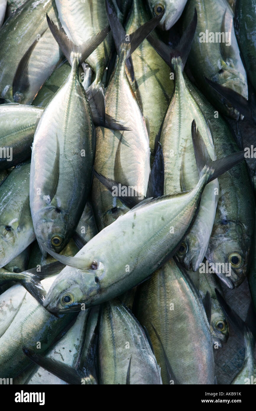 Mexico, Pacific Coast, Guerrero, Fish Stock Photo - Alamy