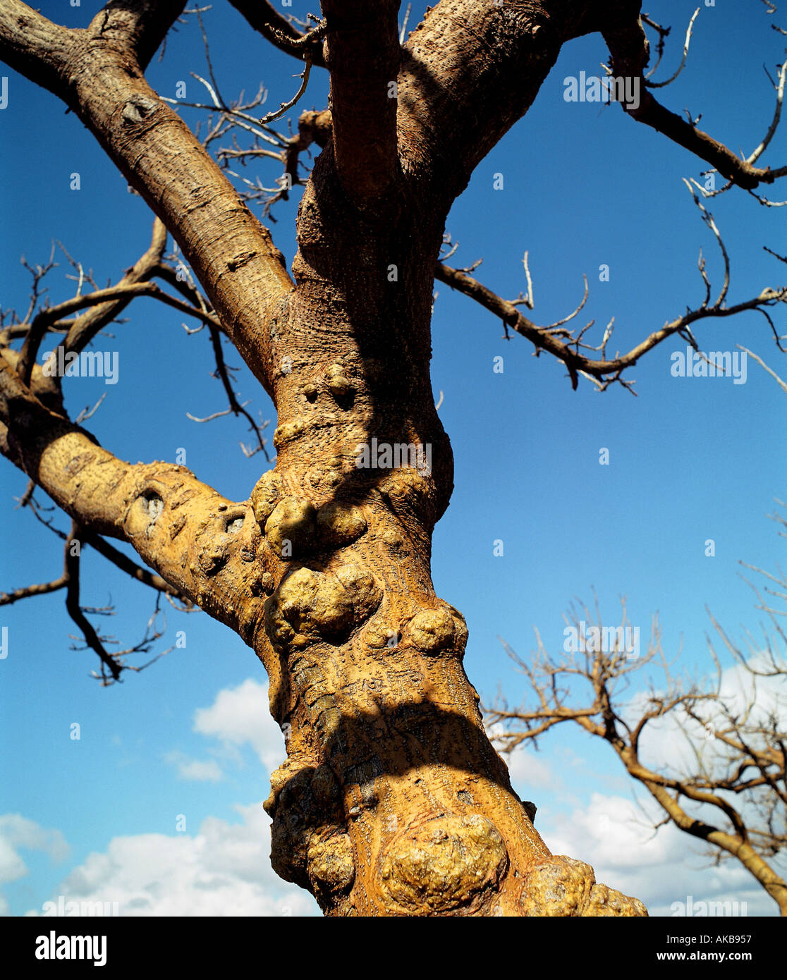 Old san j hi-res stock photography and images - Alamy