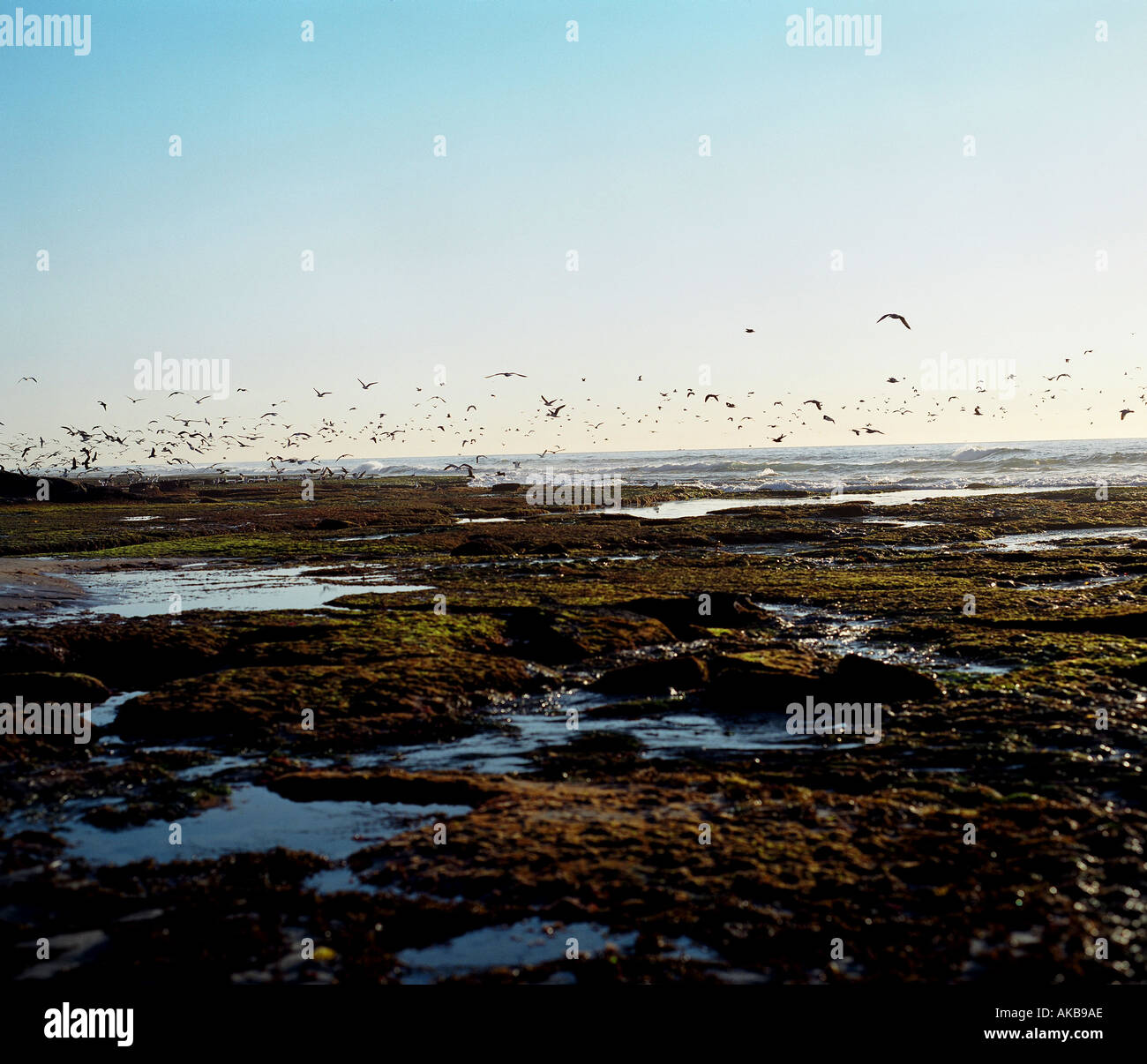 Wind n Sea Beach California at lowtide with lots of seagulls flying ...