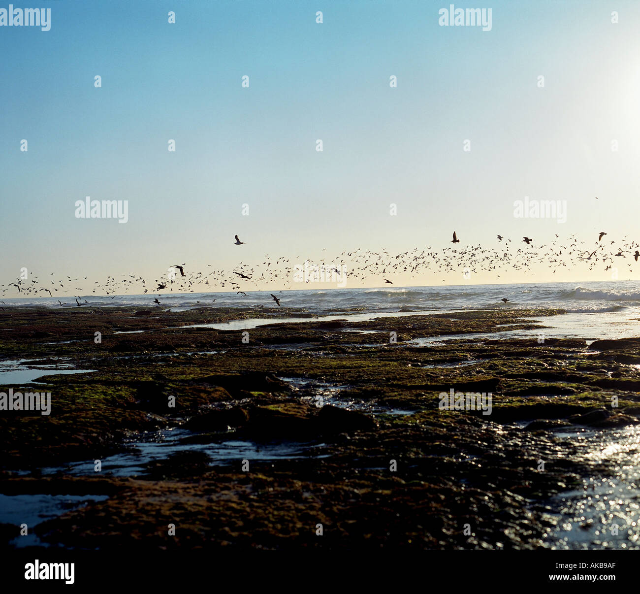 Wind n Sea Beach California at lowtide with lots of seagulls flying ...