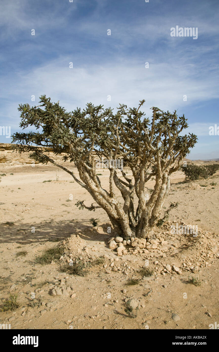 Oman, Dhofar Region, Salalah (Area), Frankincense Trees (boswellia ...