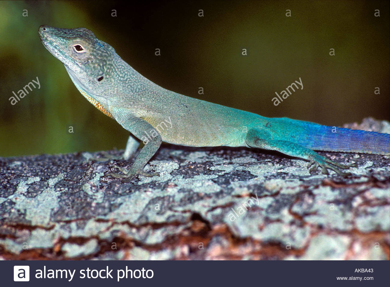 Grahami Stock Photos & Grahami Stock Images - Alamy