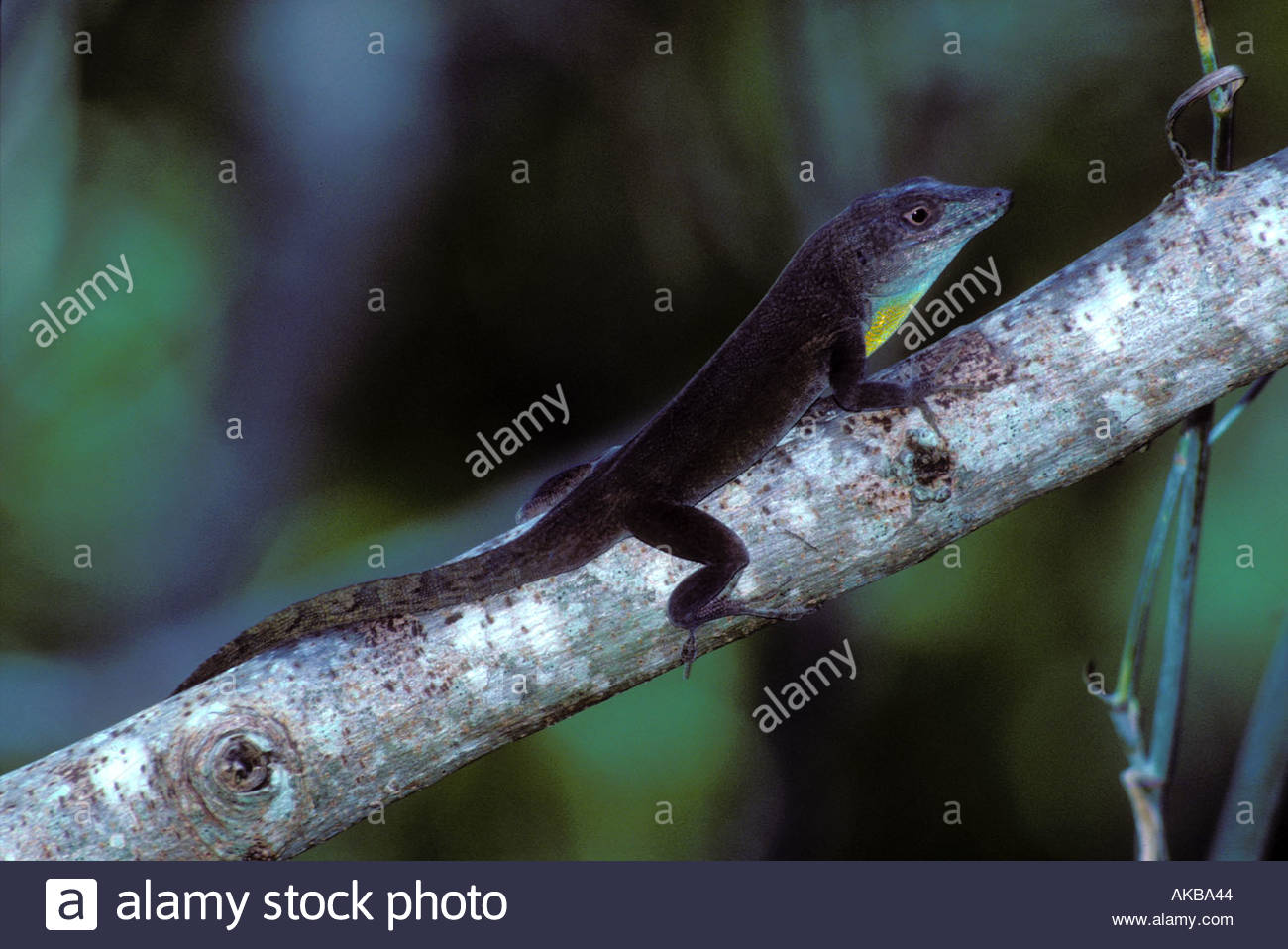 Twig Anole Stock Photos & Twig Anole Stock Images - Alamy