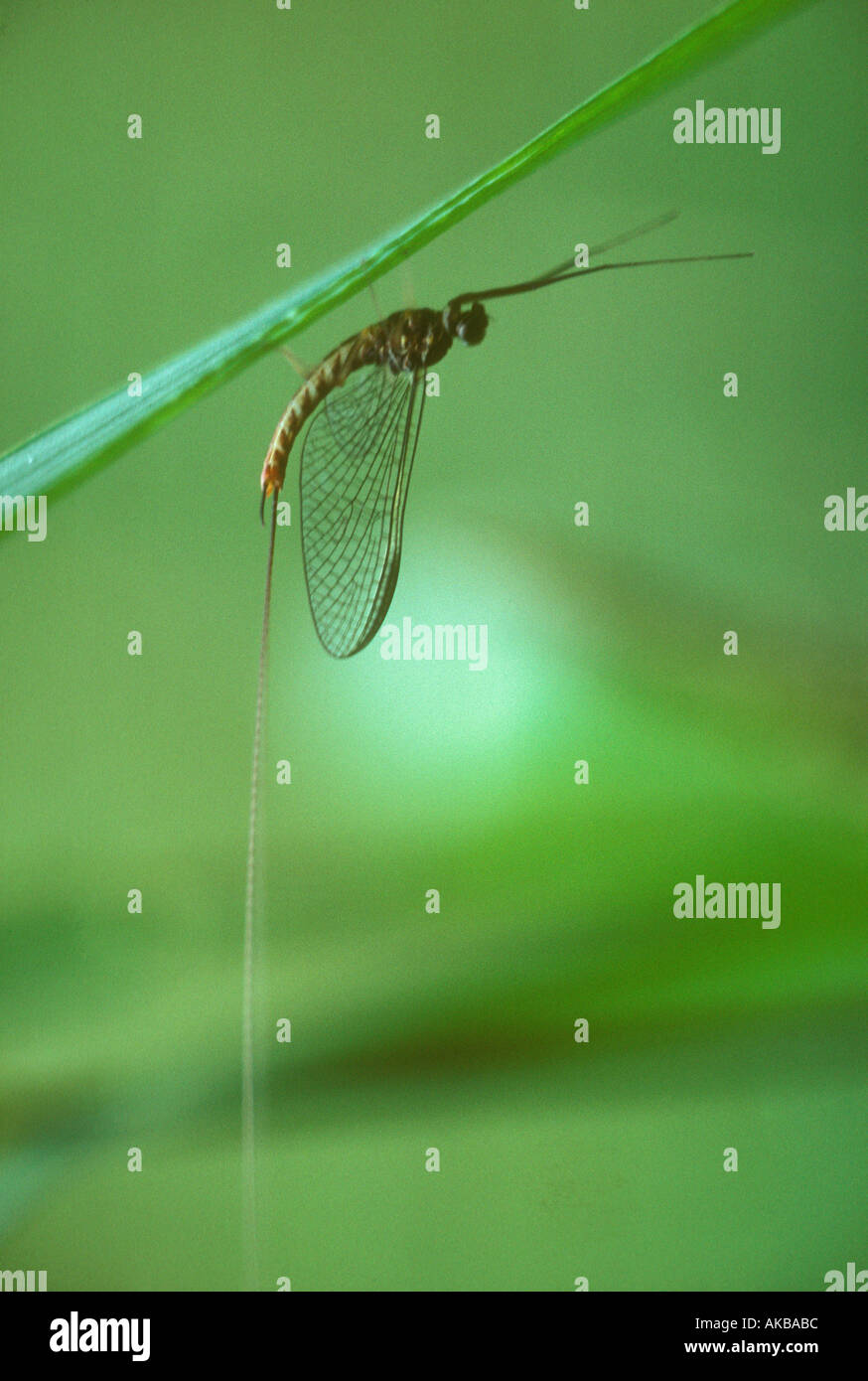 The mayfly hi-res stock photography and images - Alamy