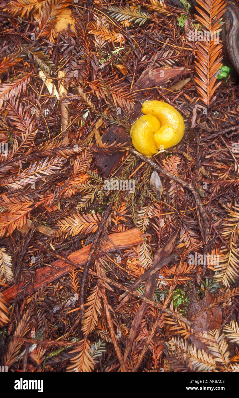 Banana slug slug banana mating hi-res stock photography and images - Alamy