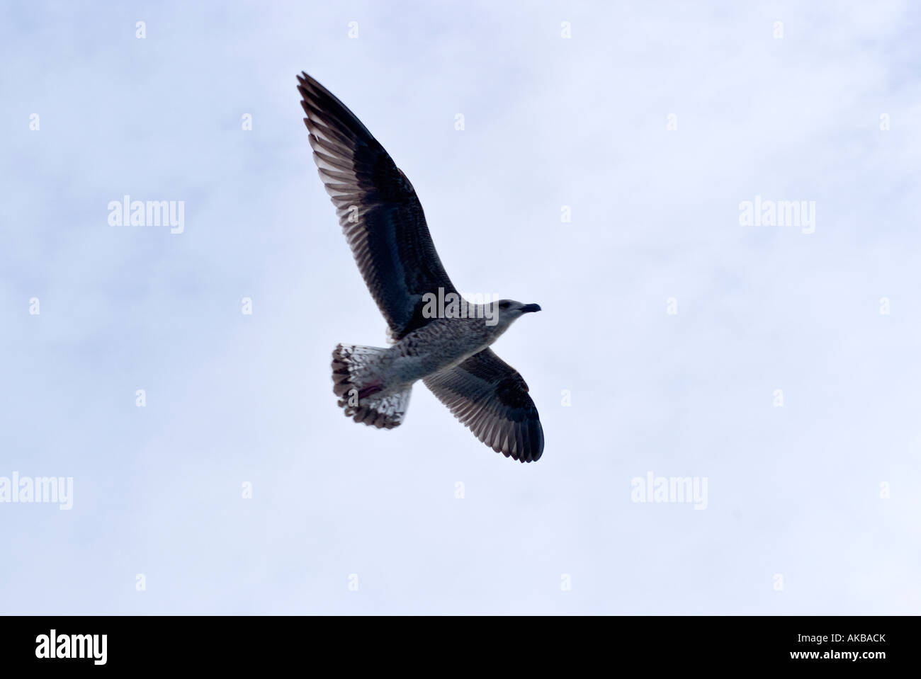 A Young Fulmar Petrel Flying Overhead Off the Northumberland Coast ...