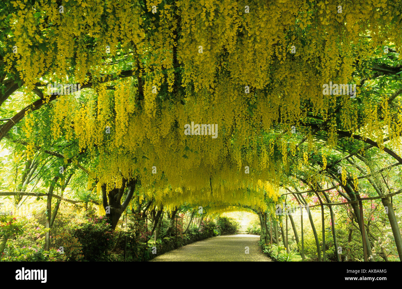 Laburnum arch hi-res stock photography and images - Alamy