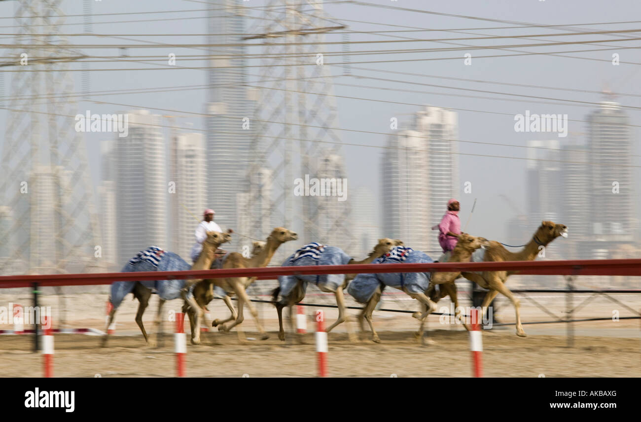 Camel al marqadh hi-res stock photography and images - Alamy