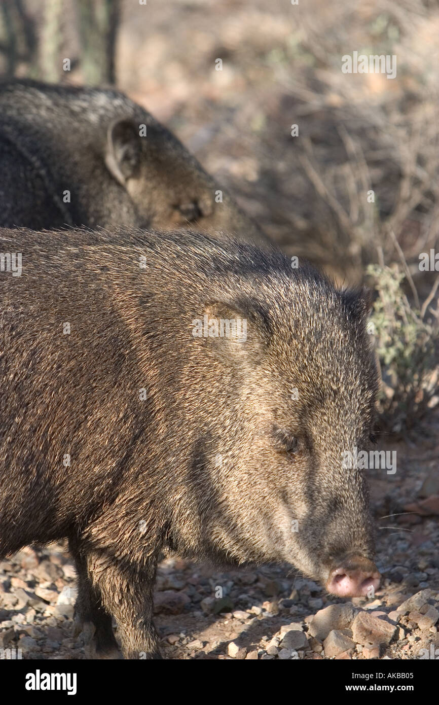 Javelina cactus hi-res stock photography and images - Alamy