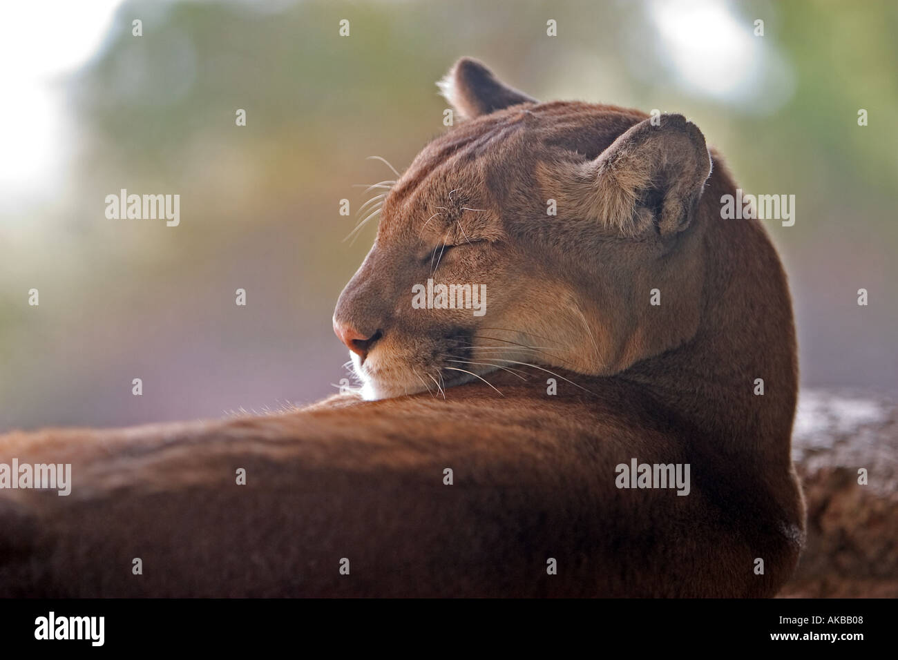 Mountain Lion at Rest Arizona USA Stock Photo - Alamy