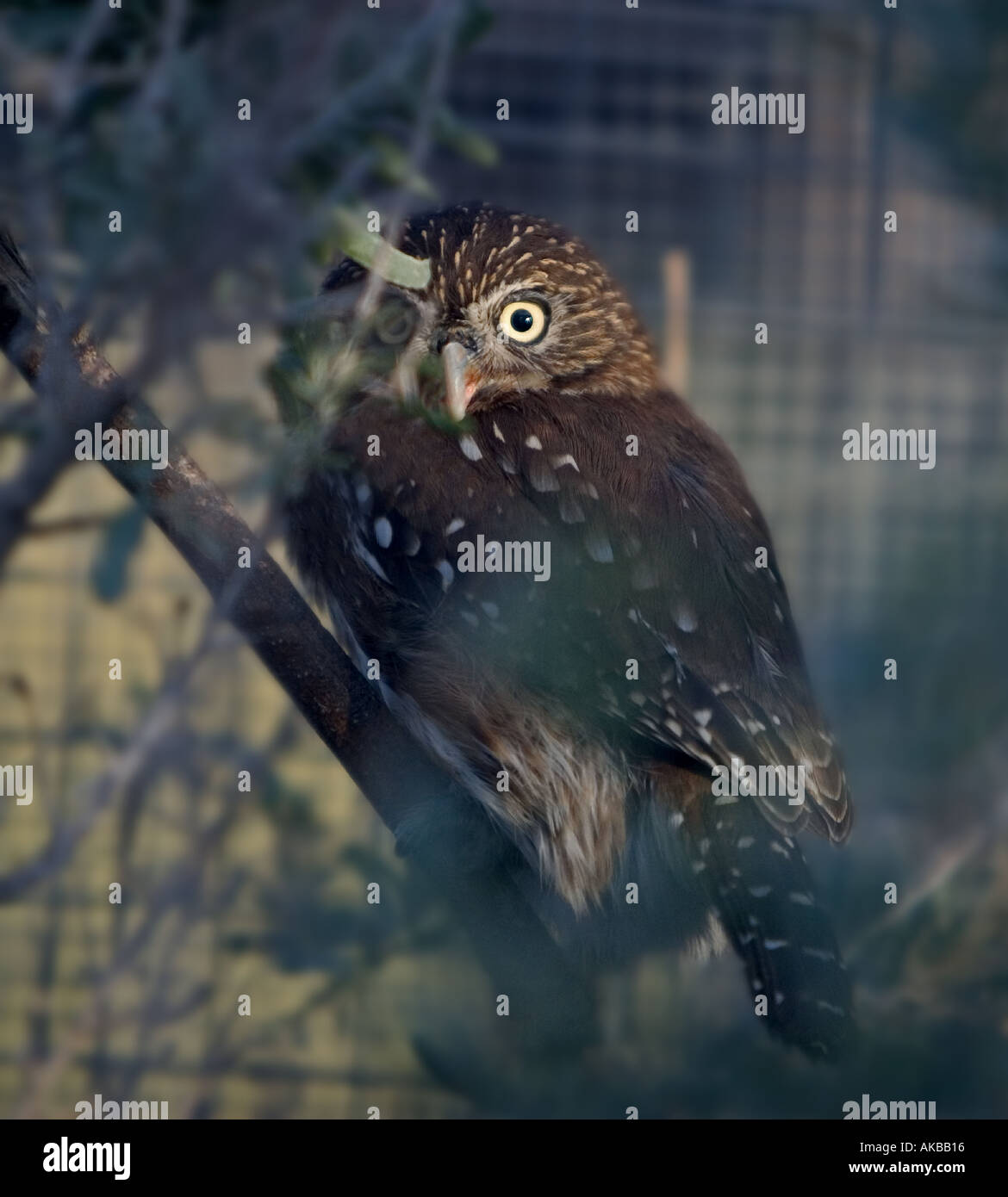 Pygmy Owl Arizona USA Stock Photo - Alamy