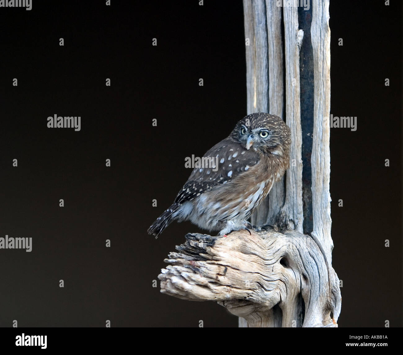 Pigmy owl pygmy owl hi-res stock photography and images - Alamy