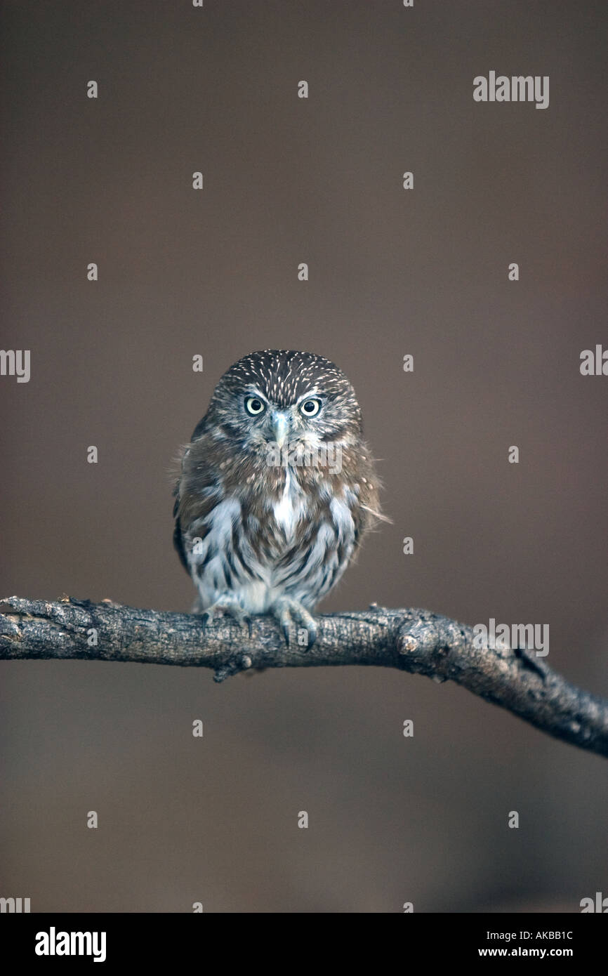 Pigmy owl pygmy owl hi-res stock photography and images - Alamy