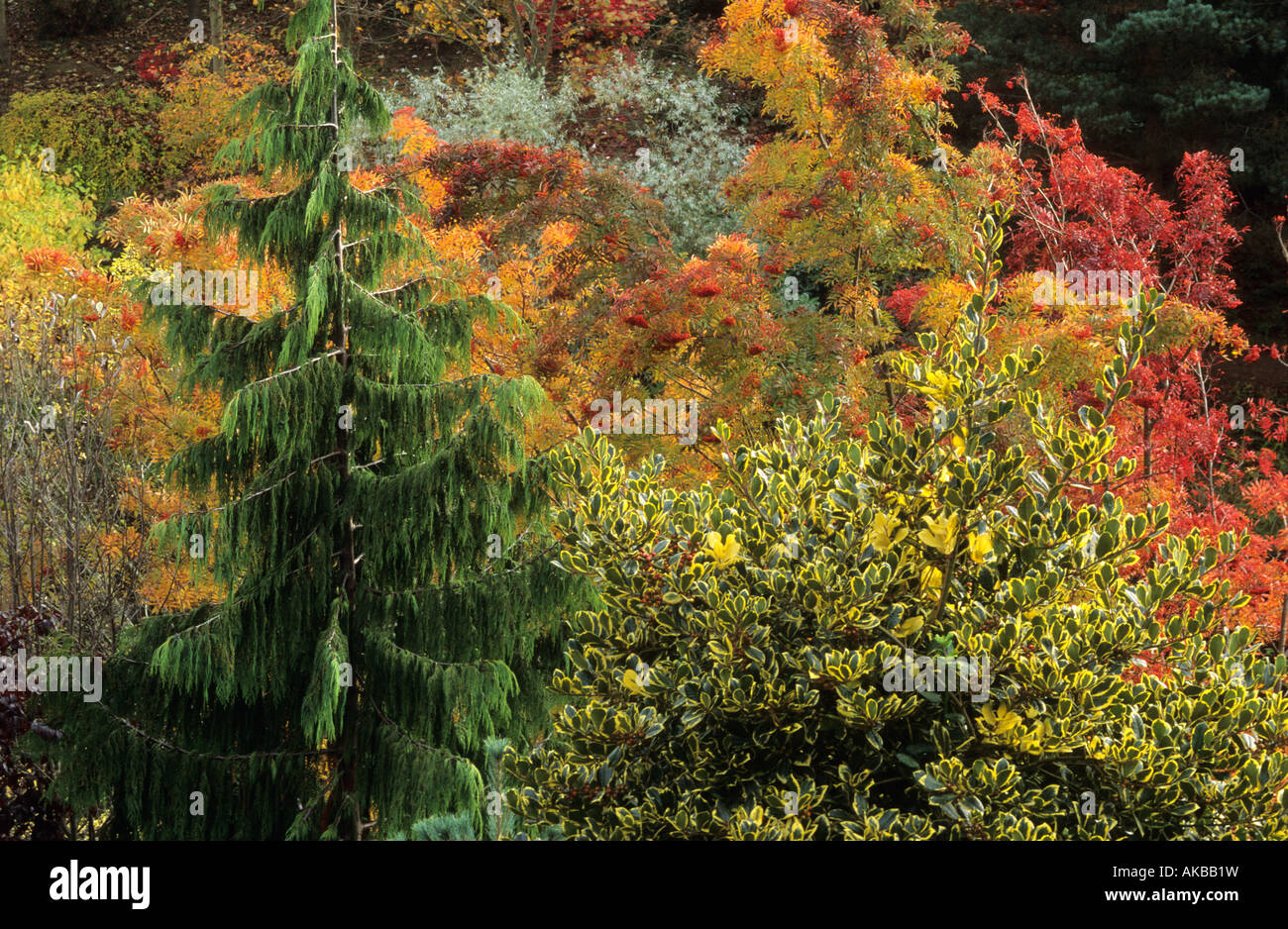 Dingle berries hi-res stock photography and images - Alamy