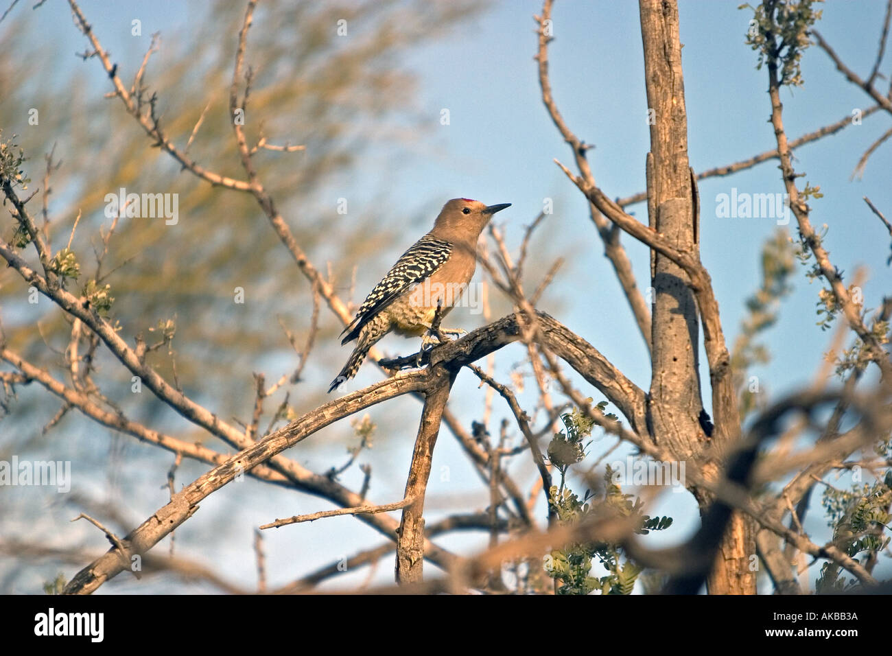 Sonoran desert gila woodpecker at hi-res stock photography and images ...