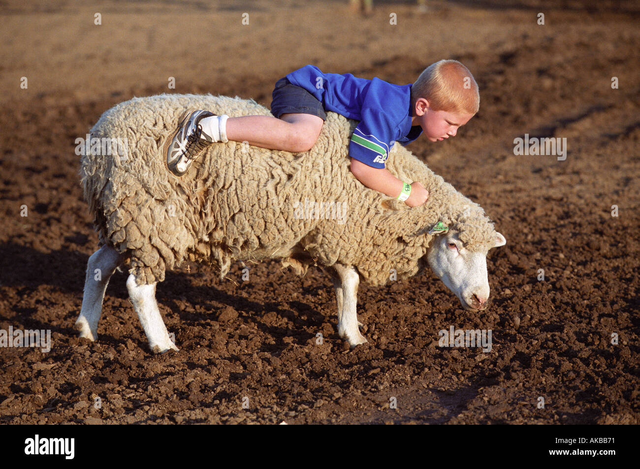 Boy rides a sheep at county fair Stock Photo - Alamy
