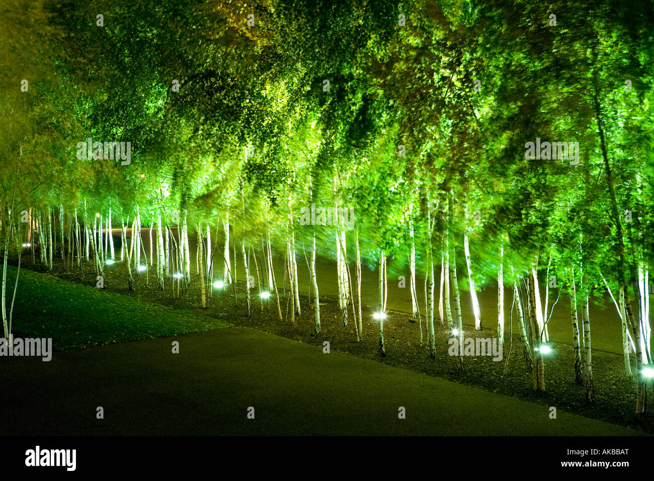 Silver Birch Trees at Night Stock Photo - Alamy