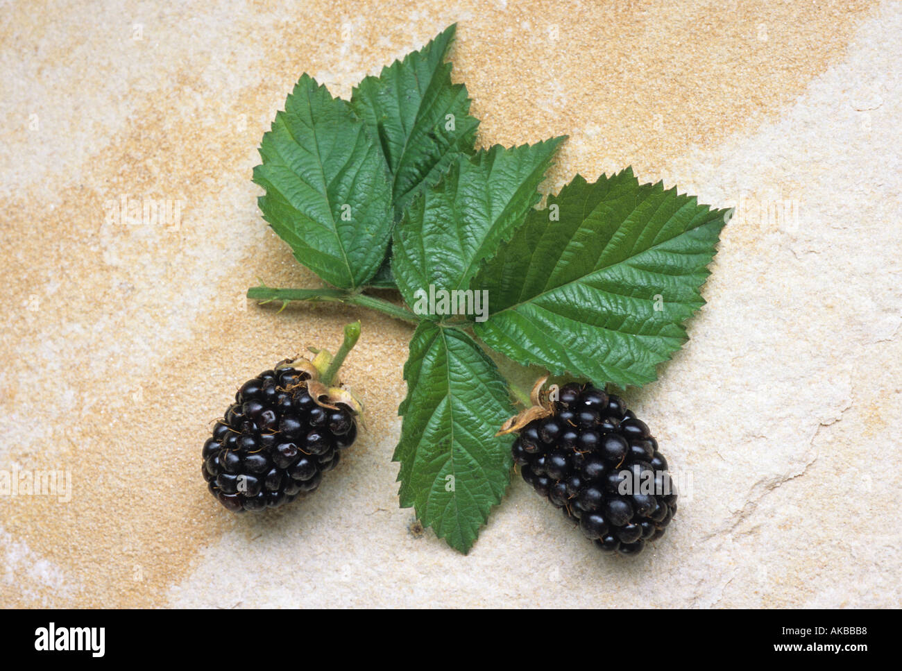Marionberries hi-res stock photography and images - Alamy