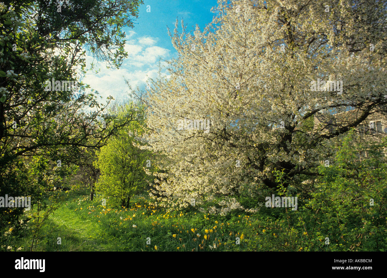 Ashton Wold Peterborough Miriam Rothschild's wildlife garden Spring ...