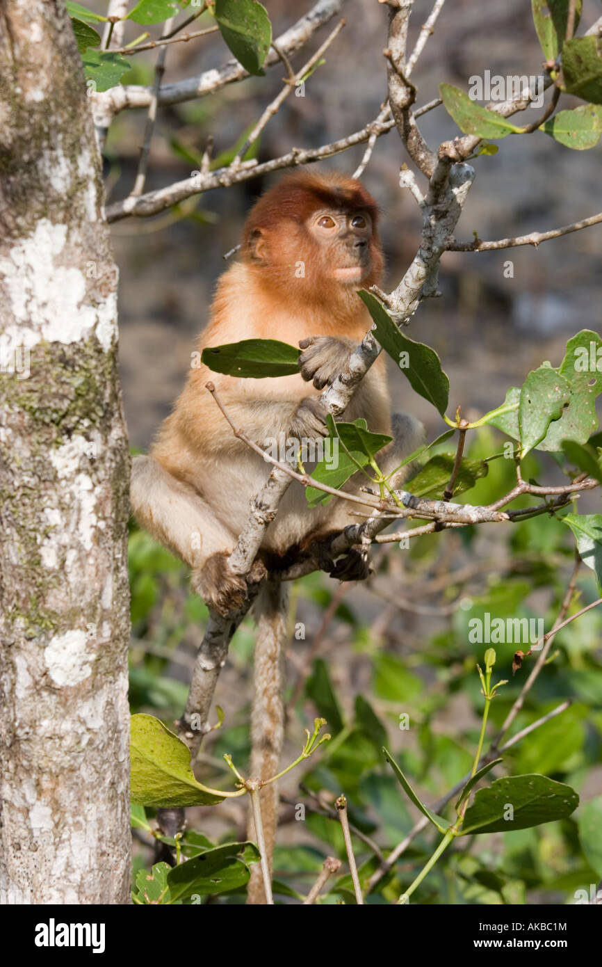 Mangrove Swamp In Sarawak High Resolution Stock Photography and Images ...