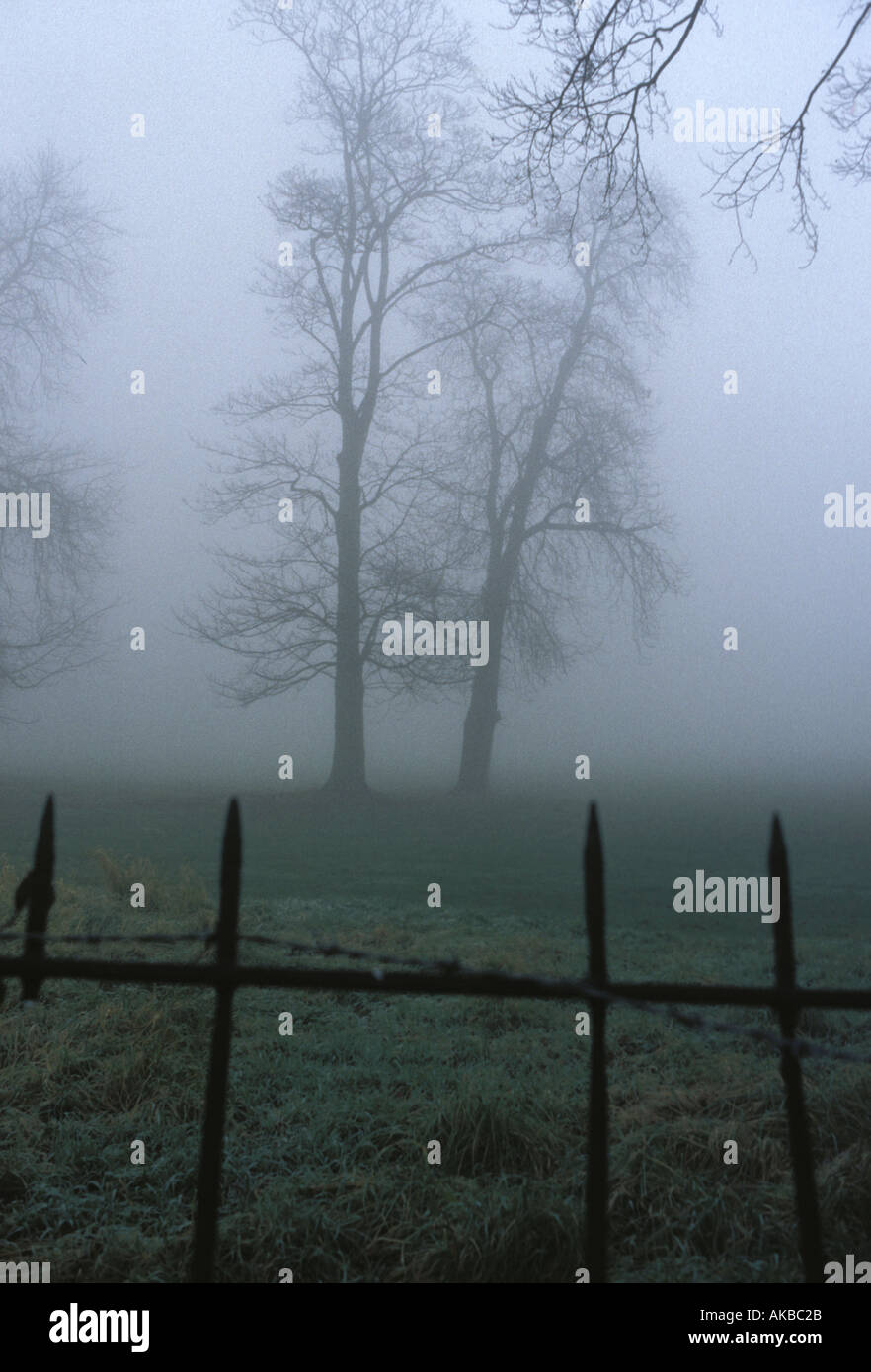 Trees in Mist Stock Photo - Alamy