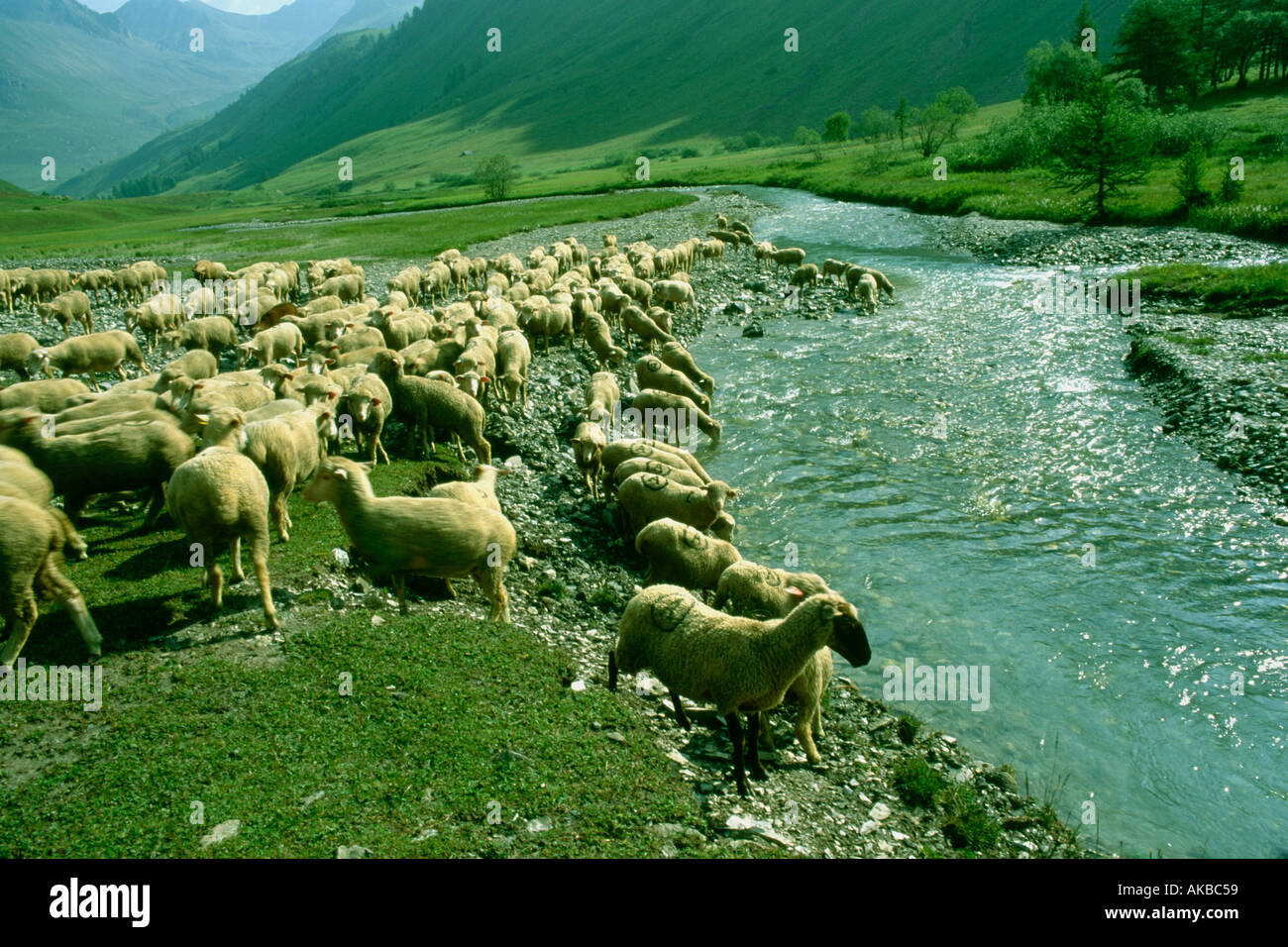 Sheep in mountain pasture Stock Photo - Alamy