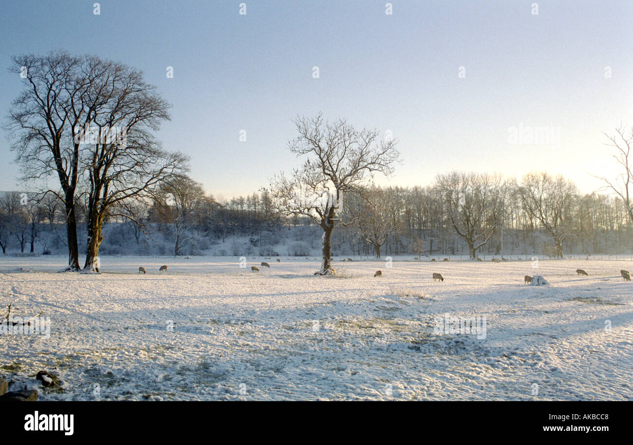 Ribble valley sheep hi-res stock photography and images - Alamy