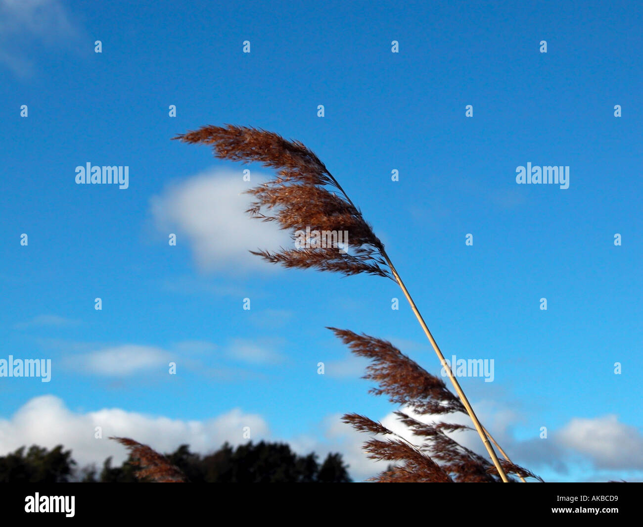 Weed blowing in the wind against a blue sky with white clouds Sweden ...