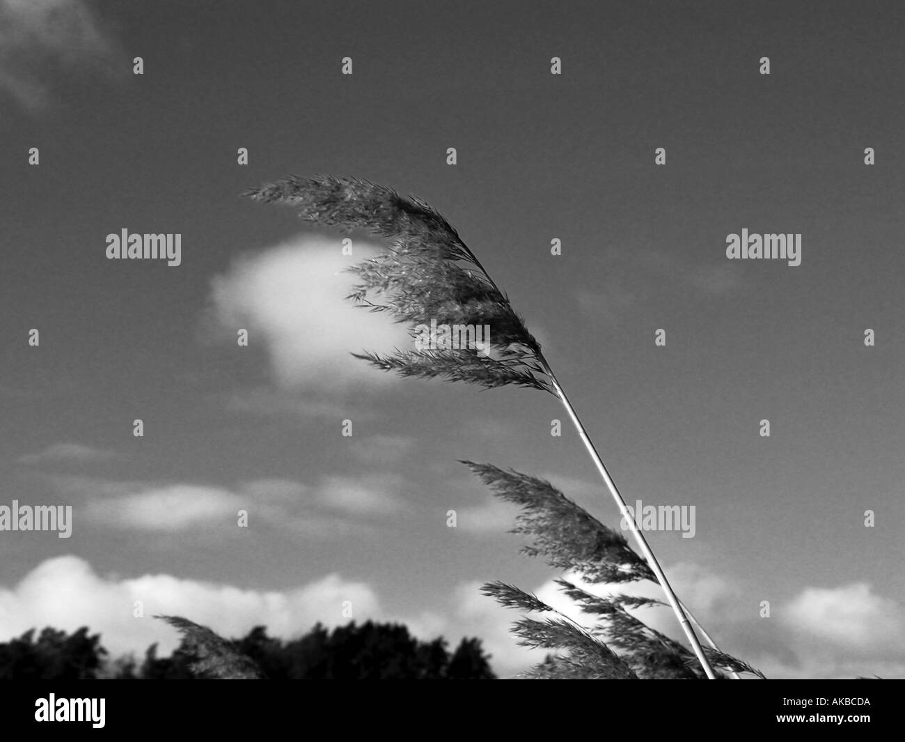 Weed blowing in the wind against a blue sky with white clouds Sweden ...