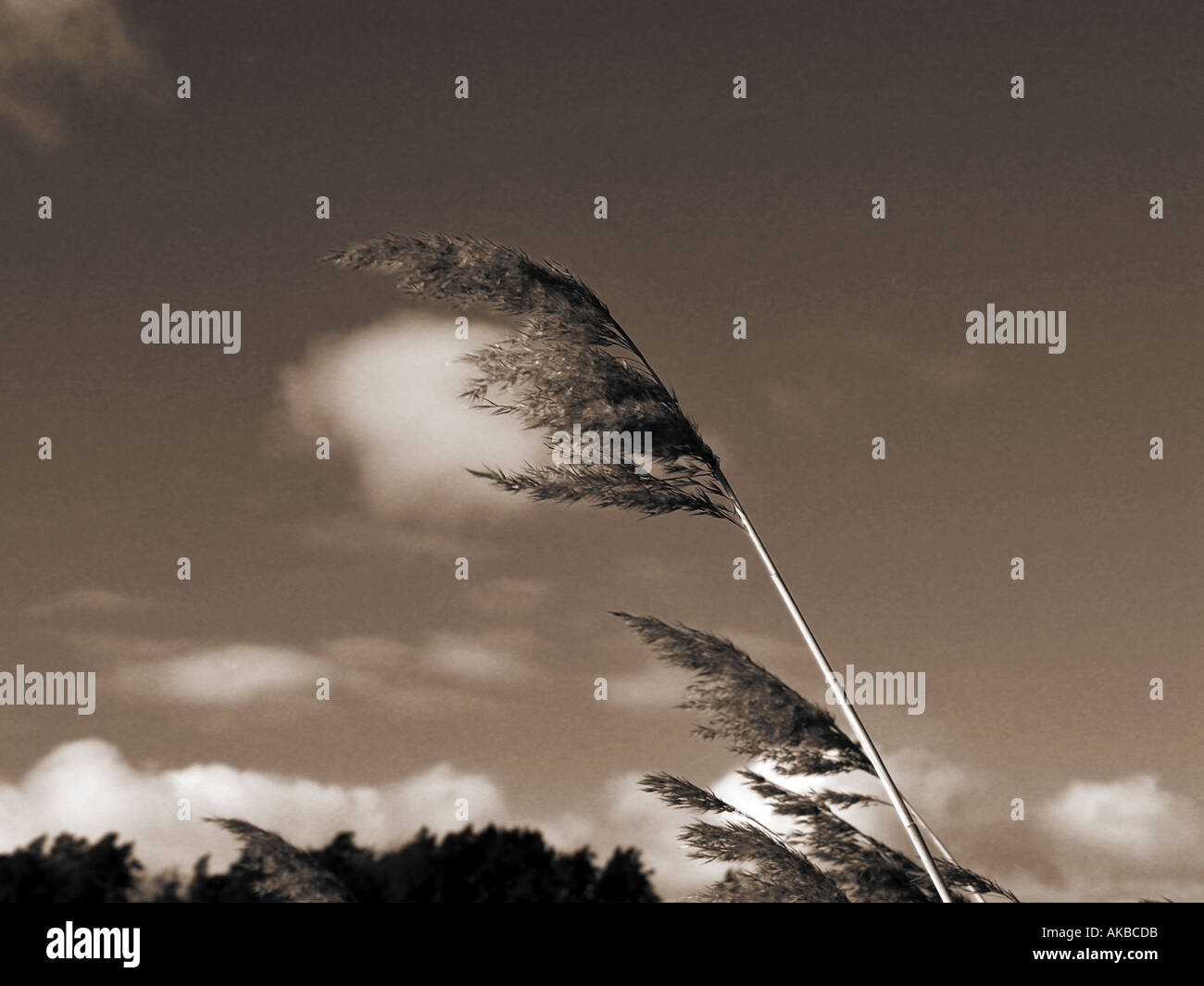 Weed blowing in the wind against a blue sky with white clouds Sweden ...