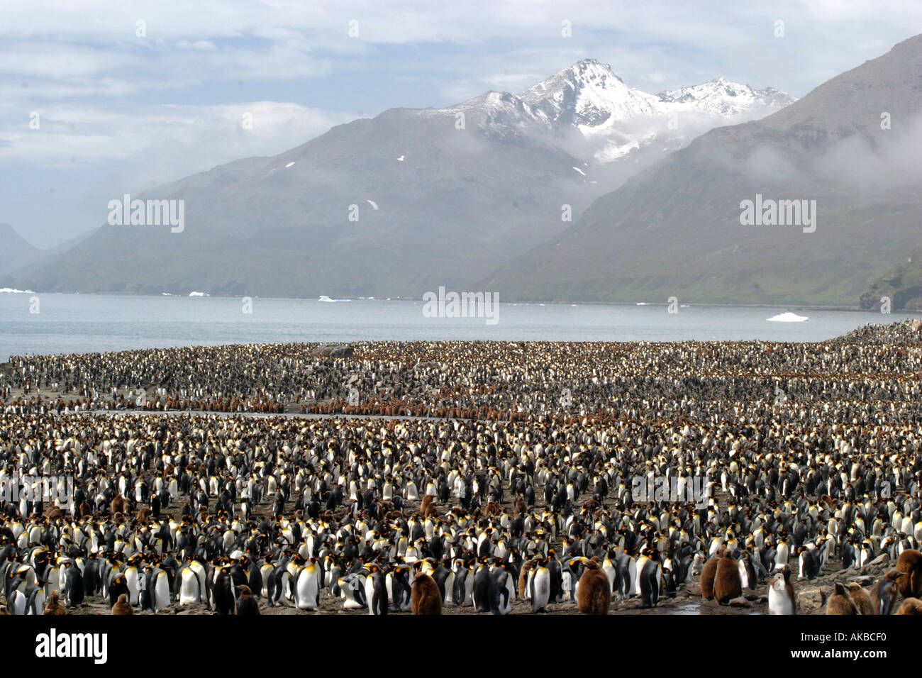King Penguins at St Andrews Bay Rookery South Georgia the largest ...