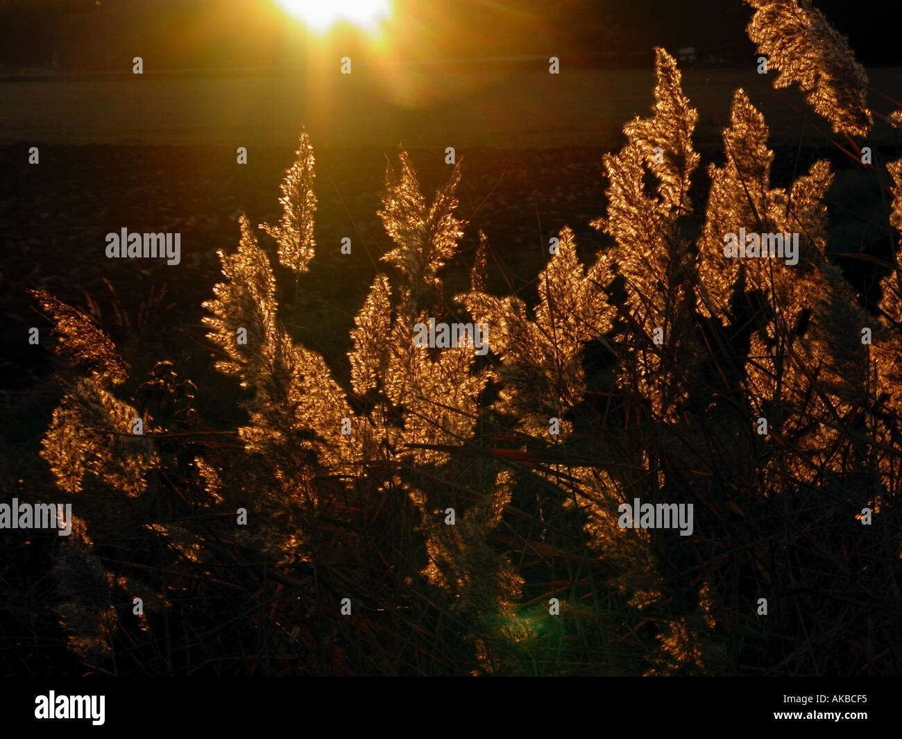 Summerevening hi-res stock photography and images - Alamy