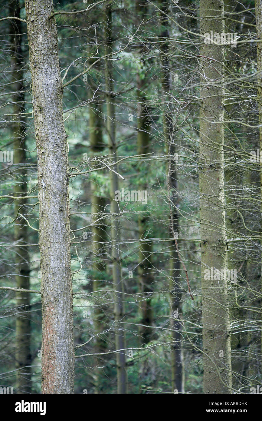 Thin tree trunks, close-up Stock Photo - Alamy