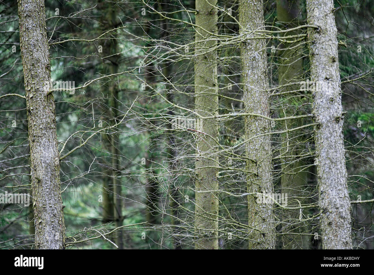 Thin tree trunks, close-up Stock Photo - Alamy