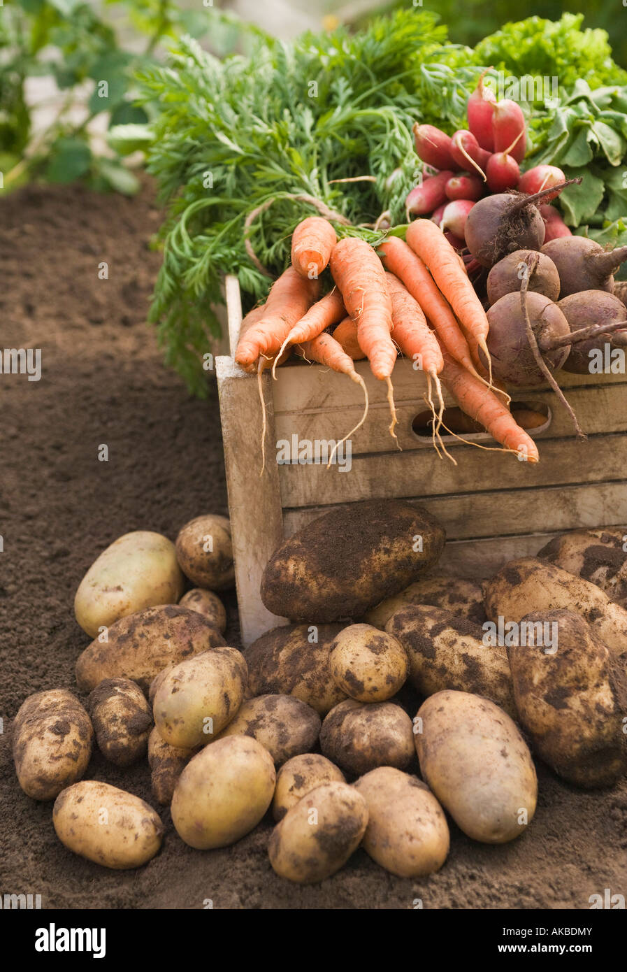 Vegetable Crate High Resolution Stock Photography and Images - Alamy