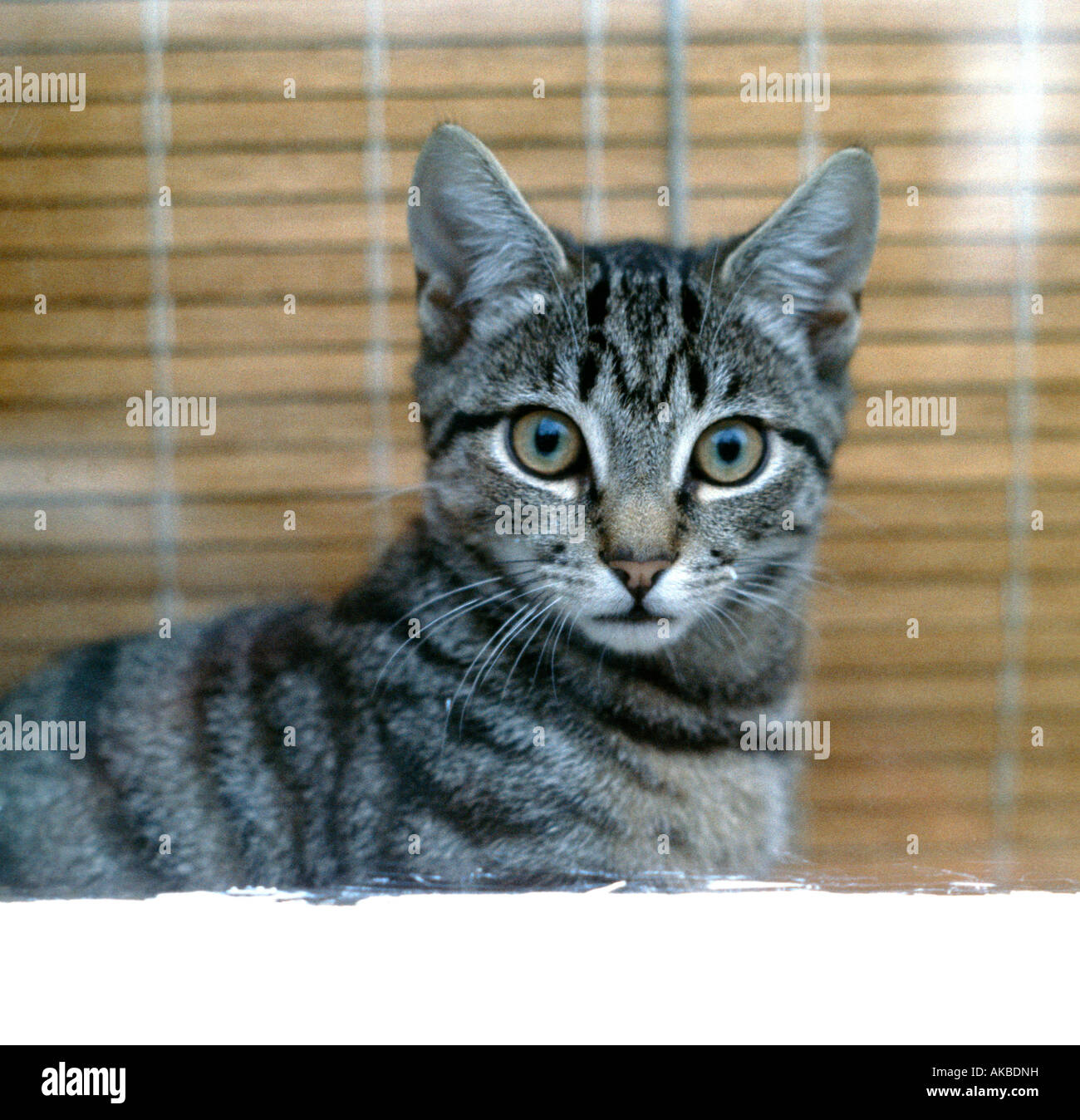 Tabby cat looking through a window Stock Photo - Alamy