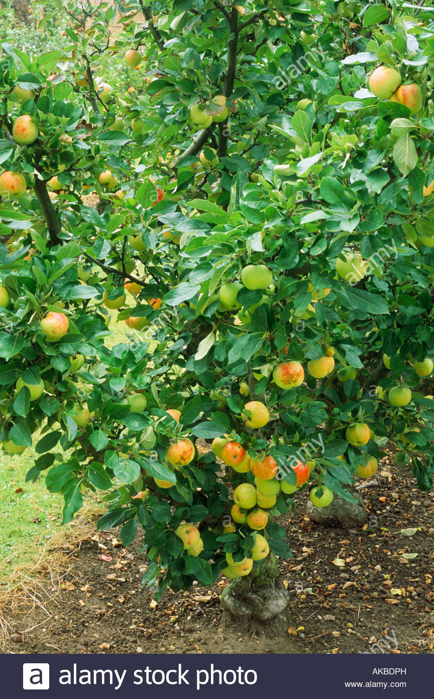 Dwarf Apple Tree Stock Photos & Dwarf Apple Tree Stock Images - Alamy