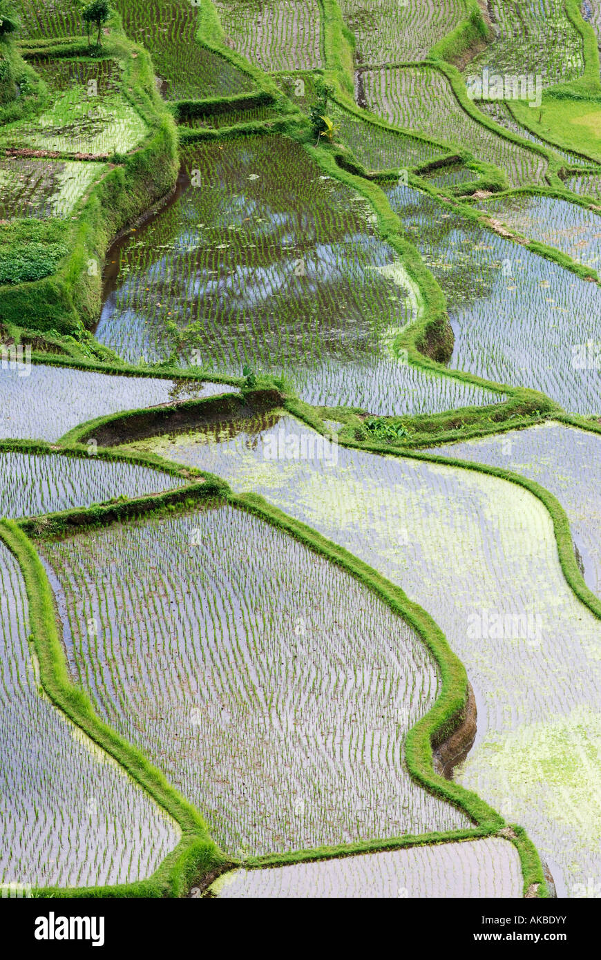 Rice paddies, elevated view Stock Photo - Alamy