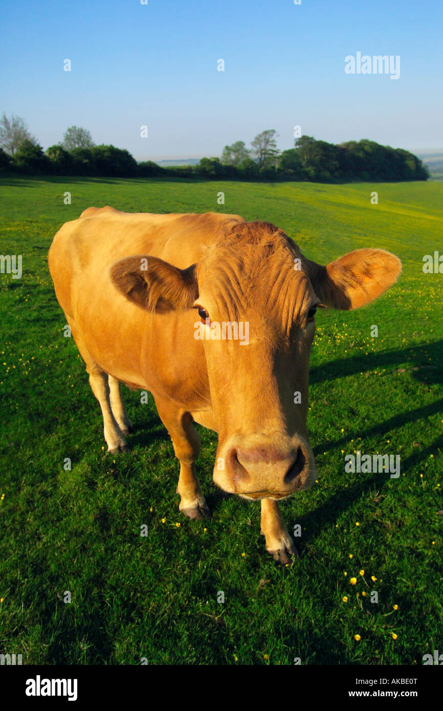 Cow in field Stock Photo - Alamy