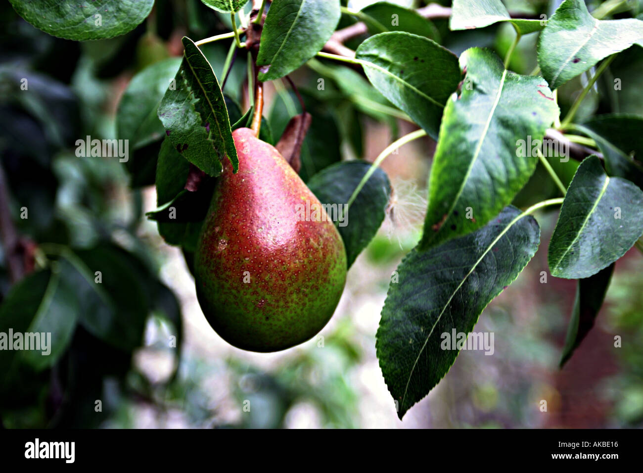 Charlston sussex hi-res stock photography and images - Alamy