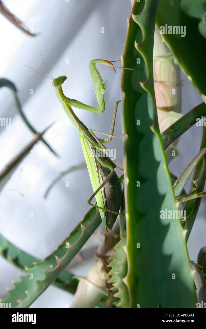 praying insect mantis Stock Photo - Alamy