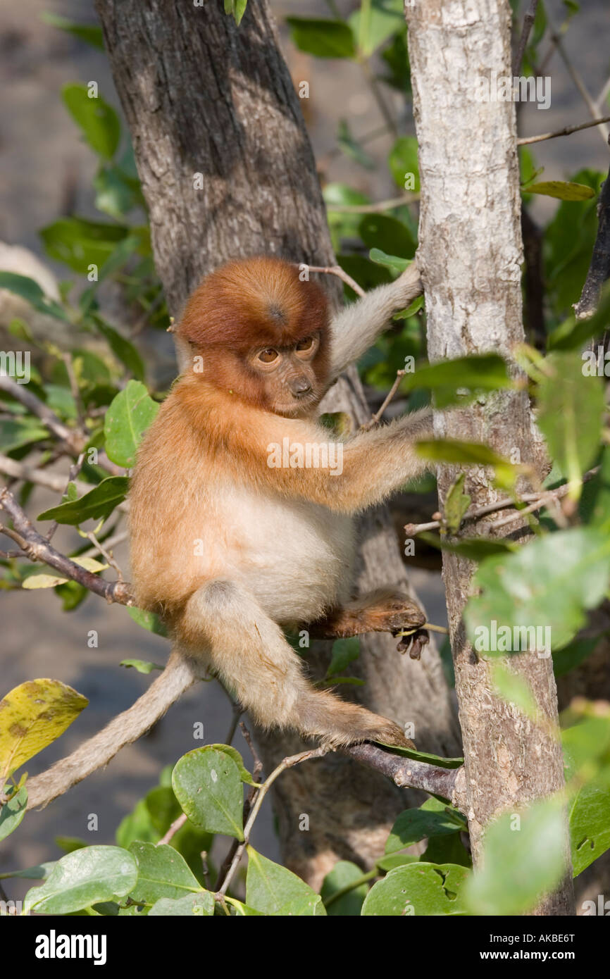 Juvenile proboscis monkey feeding on mangrove leaves in Bako National ...