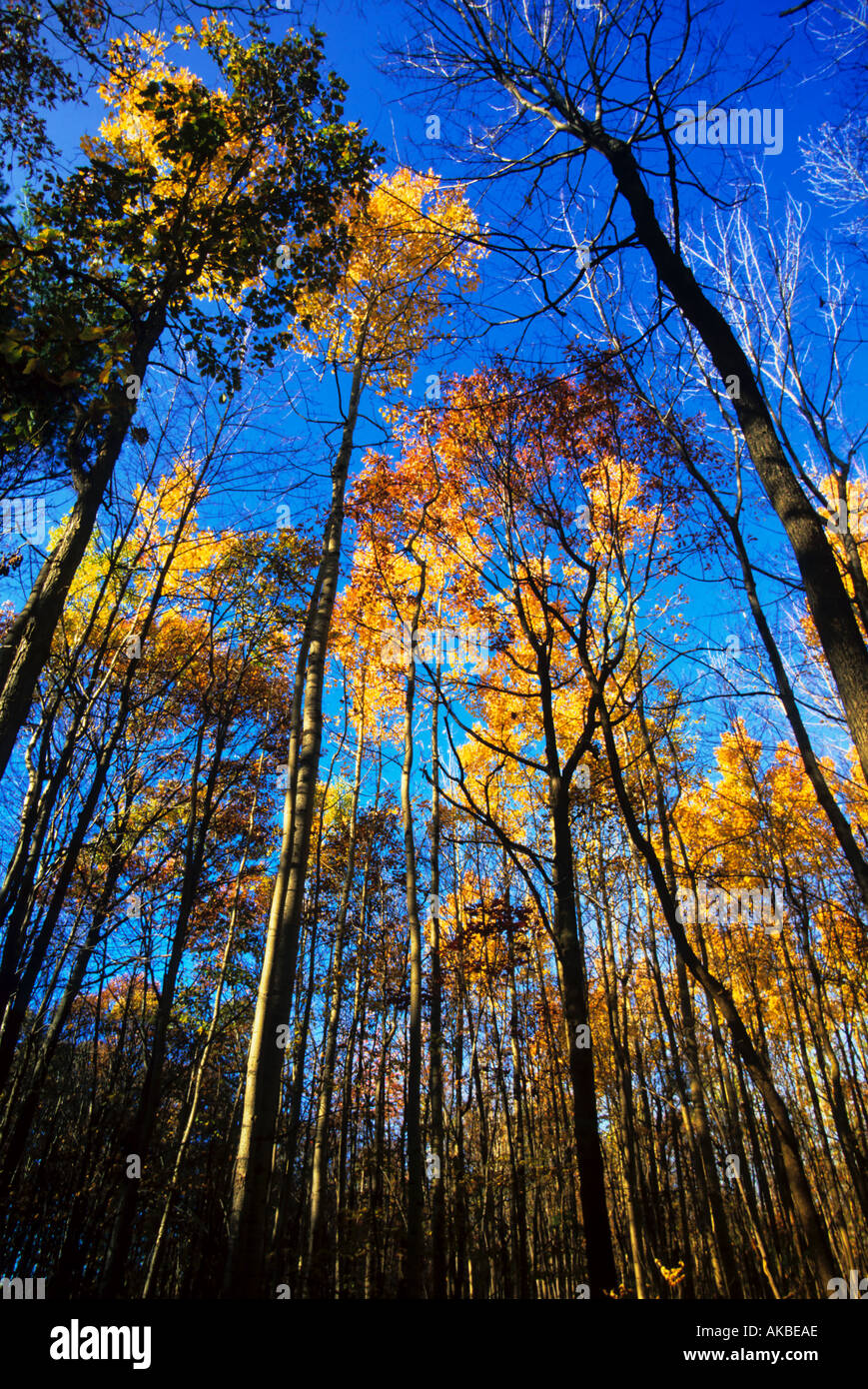 Oka National Park, Quebec, Canada Stock Photo - Alamy