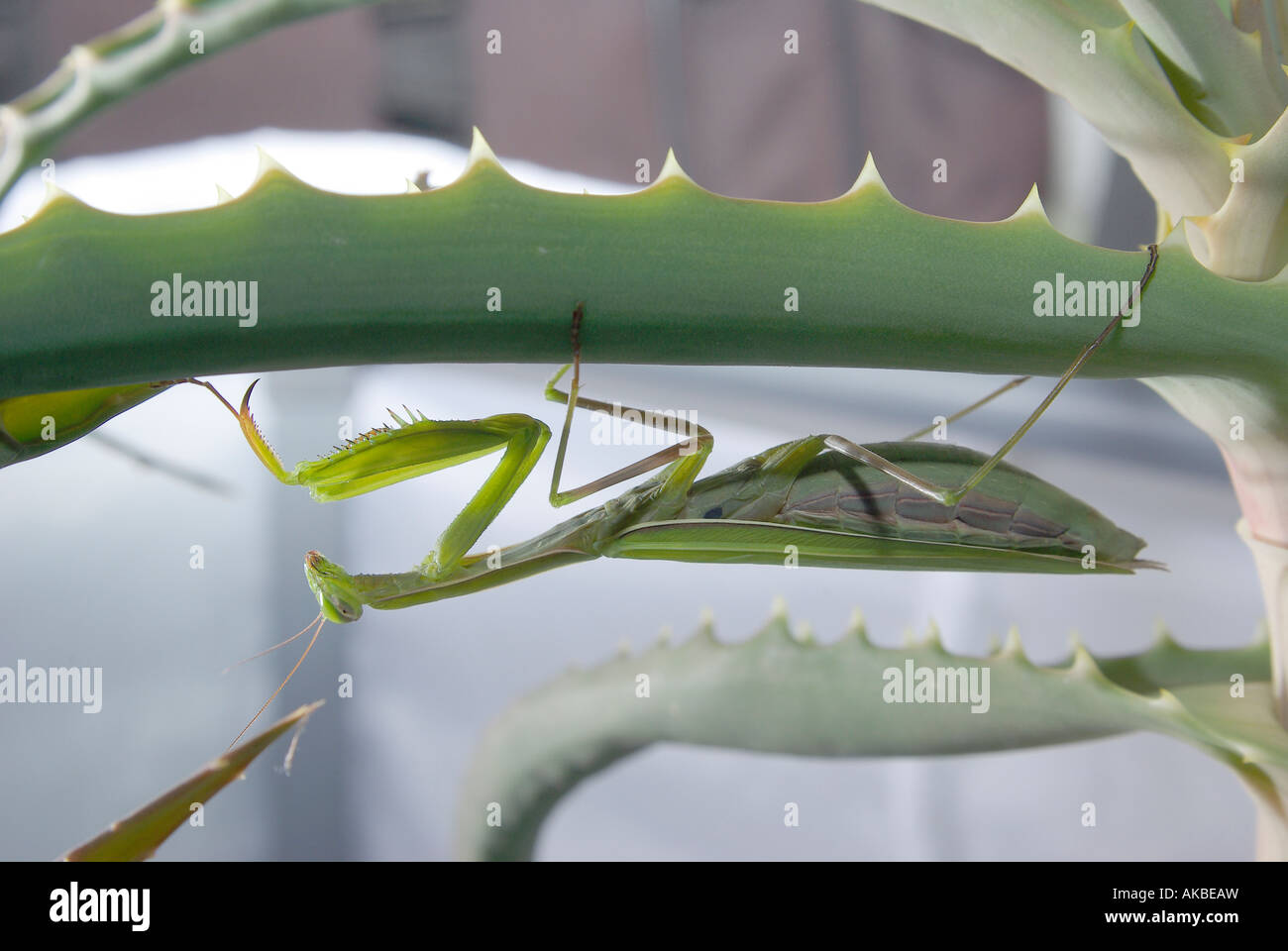 praying insect mantis Stock Photo - Alamy